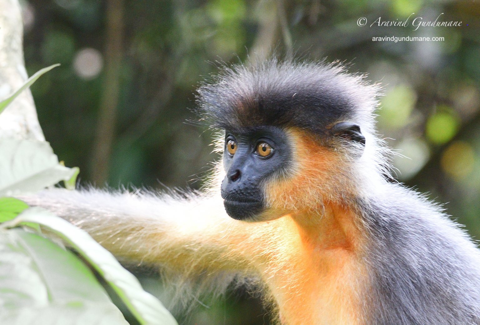 Trip to Manas National Park - Treks and Travels